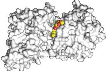 Crystal structure reveals how curcumin impairs cancer - GuideChem